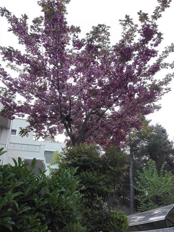 ΣΥΝΤΗΡΗΣΗ ΚΗΠΩΝ Garden-desing.gr | Κατασκευή κήπου | Συντήρηση κήπου ...